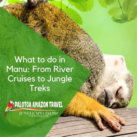 Whats The Difference Between Rainforest And Jungle Palotoa Amazon