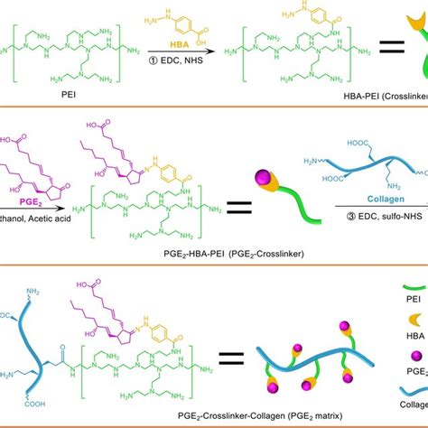Schematic Illustration Of The Design And Preparation Of The Pge2 Download Scientific Diagram