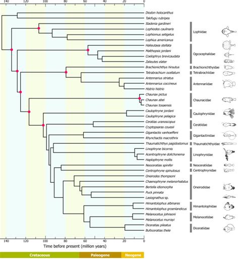 Divergence Times Of The 39 Species Of The Lophiiformes Divergence
