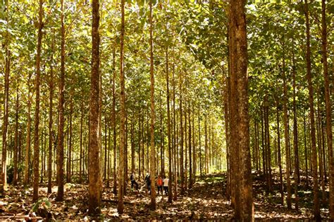 Reforestation And Afforestation Projects Around The World Success