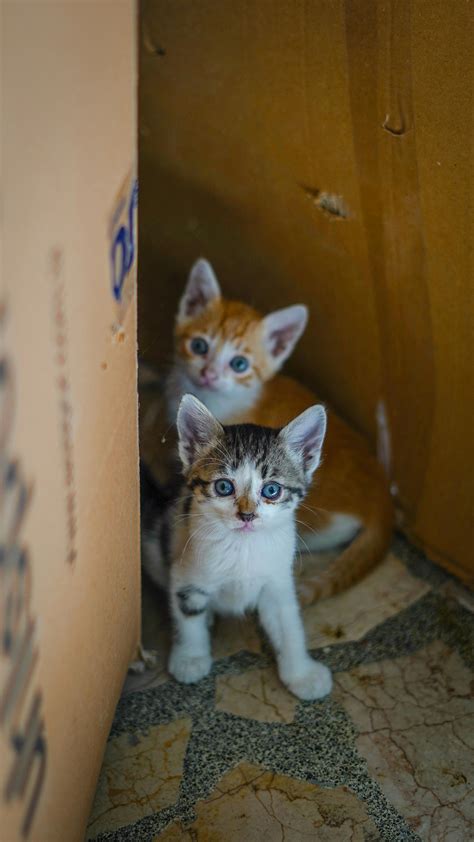 고양이 사진 Catloversclub Catsofinstagram Catstagram Cutecats