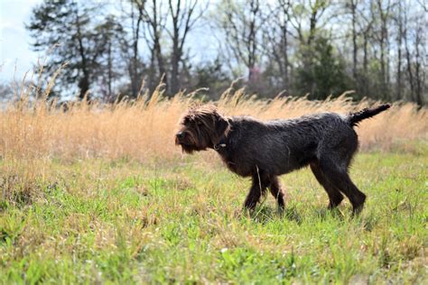 Pudelpointer Breed The Genuine Hunter