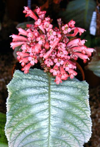 Streptocarpus Dunnii Mast