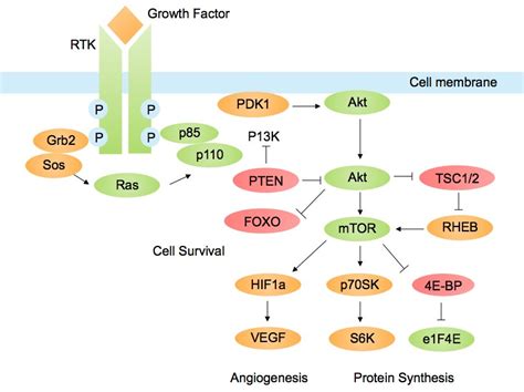 AKT PKB Pathway Phosphorylation Antibody Array Creative Biolabs