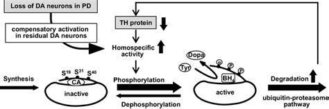 Activation Of Th By Phosphorylation Of Ser At The N Terminal Regulatory