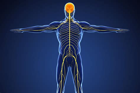 Système Nerveux Central Définition Maladies Schéma