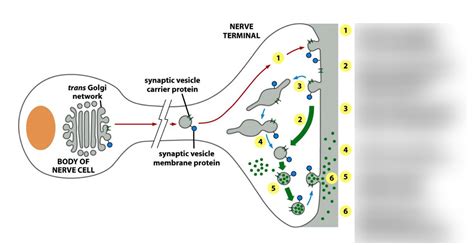 Synaptic Vesicle Loading Pathway Diagram Quizlet