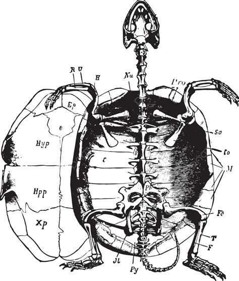 Marsh Turtle Skeletonvintage Illustration Label Black Engraving Vector
