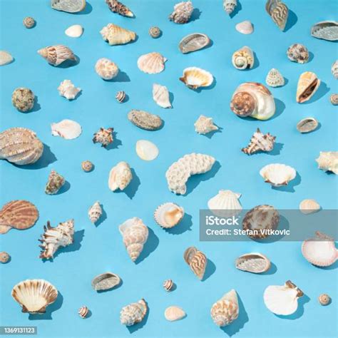 밝은 파란색 배경에 깔끔하게 배열 된 다른 조개로 만든 창조적 인 패턴 예술적 미학 0명에 대한 스톡 사진 및 기타 이미지 0명 2월 감정 Istock