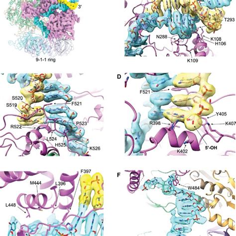 Dna Binding By The Clamp Loader A The Double Stranded Dna Blue And