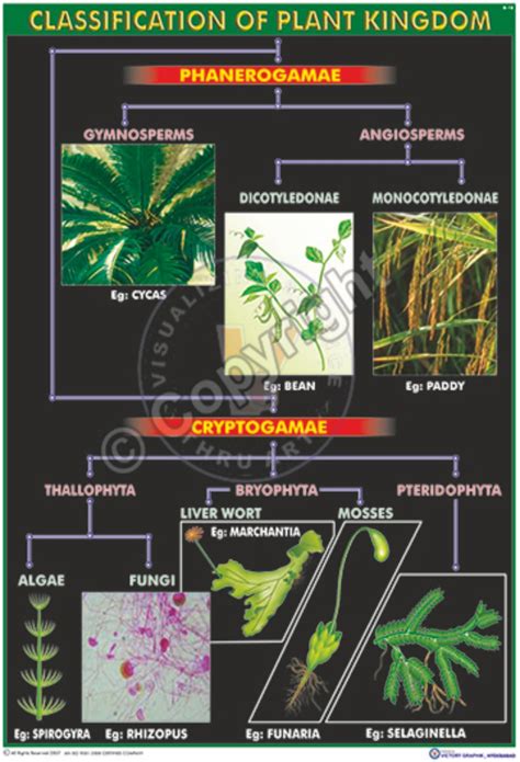Victory Graphik B Plant Kingdom Classification
