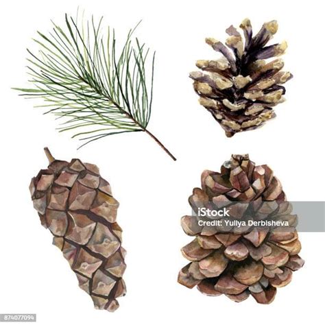 수채화 소나무 콘 설정합니다 흰색 바탕에 절연 콘과 함께 손으로 그려진된 소나무 분기 합니다 식물 클립 아트 디자인 또는 인쇄에 대 한입니다 휴일 공장입니다 눈 냉동상태의