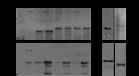 Bifc Experiments Cross Reactions And Negative Controls On Previous Download Scientific