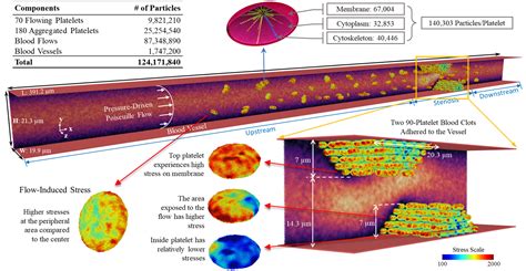 Multiscale Modeling Of Thrombosis Biofluids Research Group