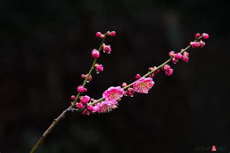 今春梅花第一拍 中关村在线摄影论坛