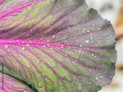 Close Up Of Endless Field With Green Leaves And Purple Veins Of Red Cabbage Plants With Water