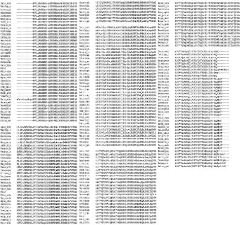 Muscle 37 Multiple Sequence Alignment Clustal Format Of