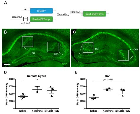 Sexually Dimorphic Behavioral Profile In A Transgenic Model Enabling Targeted Recombination In