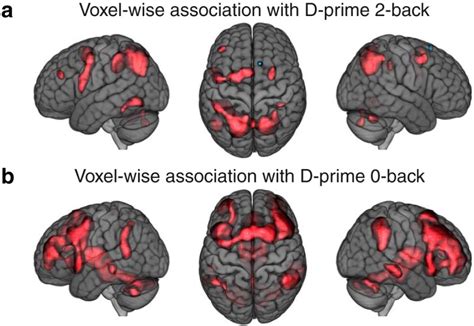 Identification Of Two Distinct Working Memory Related Brain Networks In Healthy Young Adults