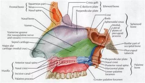 Temporal And Infratemporal Region I Pptx