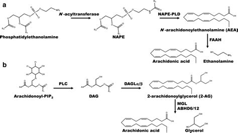 Endocannabinoids And Their Synthesis And Degradation Pathways Primary Download Scientific