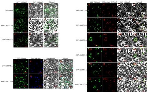 Genome Wide Identification Evolution Expression And Alternative Splicing Profiles Of