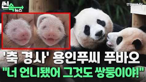 [씬속뉴스] 푸바오 언니 됐다 경사났네 경사났어…국내 최초 쌍둥이 판다 탄생 연합뉴스tv Yonhapnewstv Youtube