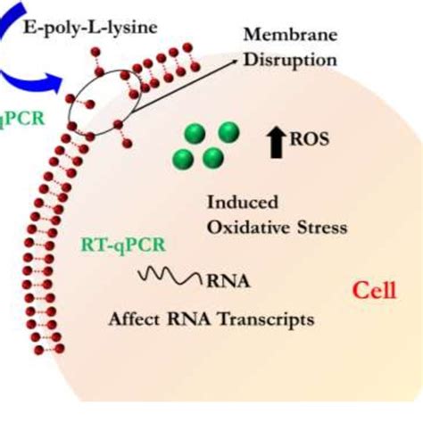 Polylysine Structures I Lysine Structure And Polylysine Formation Ii Download Scientific