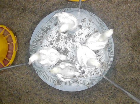 Ayam Ditimbangan Object Detection Dataset And Pre Trained Model By Ayam