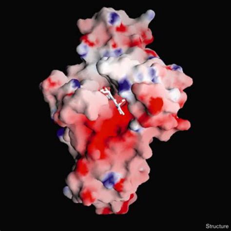 Crystal Structure Of Ferrochelatase The Terminal Enzyme In Heme