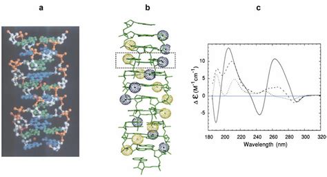 Parallel Stranded Dna And Rna A Model Of The Ps Rr GÁa Double Helix Download Scientific