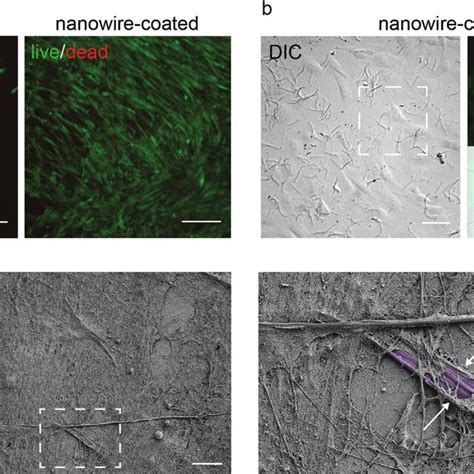 Hmscs Cultured On Glass Surfaces Functionalized With Spider Silk