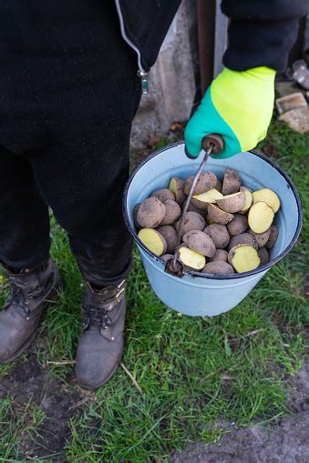 땅에 감자 괴경 심기 정원 시즌을위한 이른 봄 준비 한 남자가 정원에 심기 위해 감자 양동이를 가지고 다닙니다 건강한 식생활에 대한 스톡 사진 및 기타 이미지 Istock