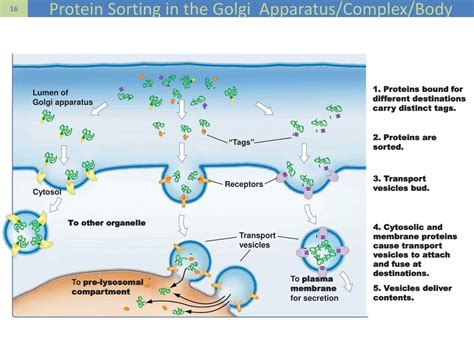 Ppt Protein Sorting Powerpoint Presentation Free Download Id 847737