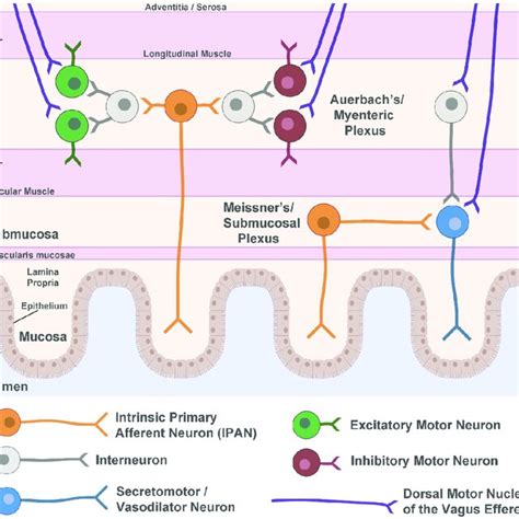 Schematic Of The Enteric Nervous System Shown Are The Major Layers Of