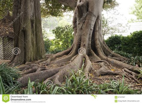 Trees About To Start Walking Stock Image Image Of Walk Gardens