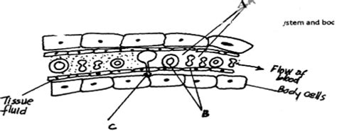 Circulatory System And Body Cells