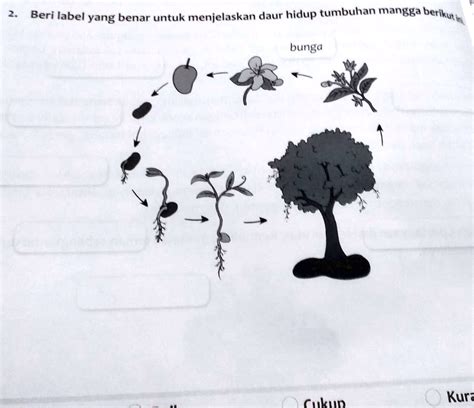 Solved Tolong Di Jawab Ya Kakak Mau Kumpul Nih Ini Jelaskan Dari Awal Sampai Jadi Buah Nya Beri