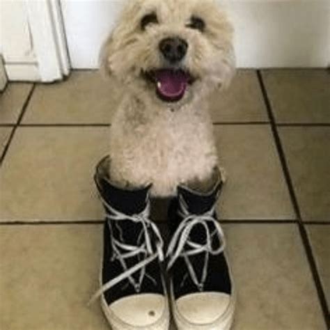 Catgif Elixir Lyrics Genius Lyrics Catgif Elixir Lyrics Genius Lyrics