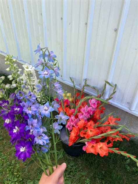 Gladiolus And Delphiniums Plants Delphinium Gladiolus