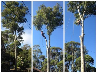 Tree Pruning Melbourne Royal Tree Services
