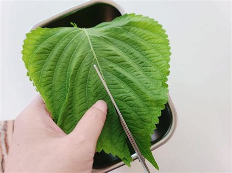 깻잎장아찌 간장깻잎절임 쉽고 간단한 간장 깻잎지