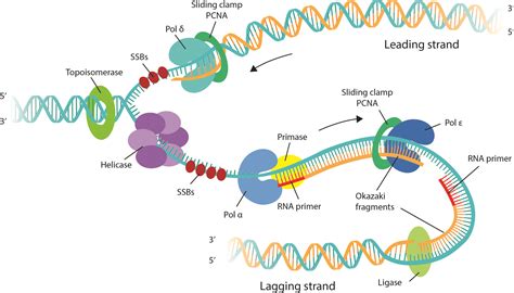 Process Of Dna Replication Diagram Dna Replication Does Diag