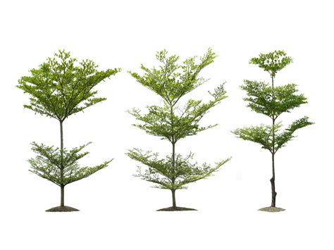 Tree Transparent Background PNG
