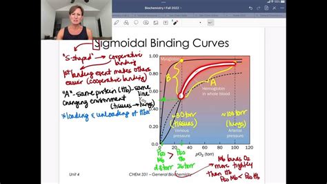 Hemoglobin And Sigmoidal Binding Curves Youtube