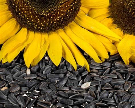 რუსეთი 31 აგვისტოდან მზესუმზირის ექსპორტს ისევ დაუშვებს Bpn