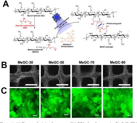 Figure 1 From Applications Of Light Based 3d Bioprinting And Photoactive Biomaterials For Tissue