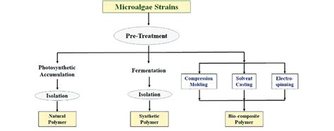 Different Methods Of Producing Polymers From Microalgae Download Scientific Diagram