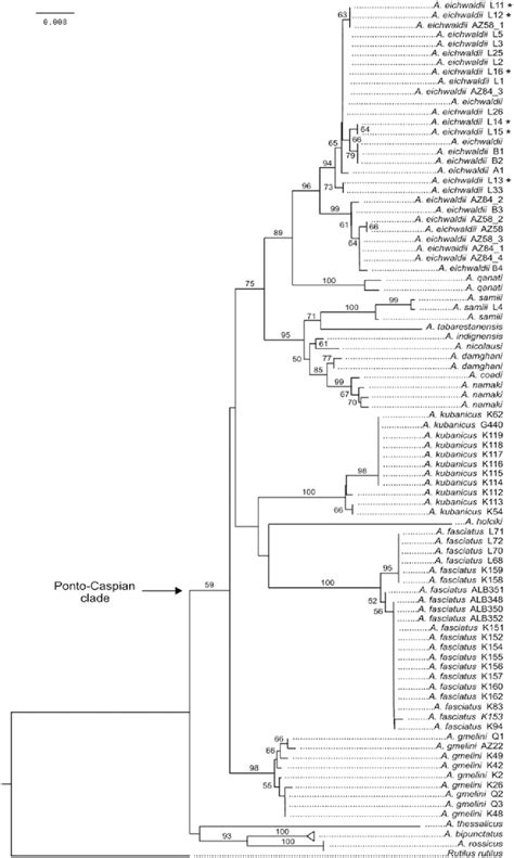 Nj Tree Based On Coi Gene Sequences K2p G Model Bootstrap Values