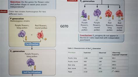 Linkage And Gene Mapping Flashcards Quizlet